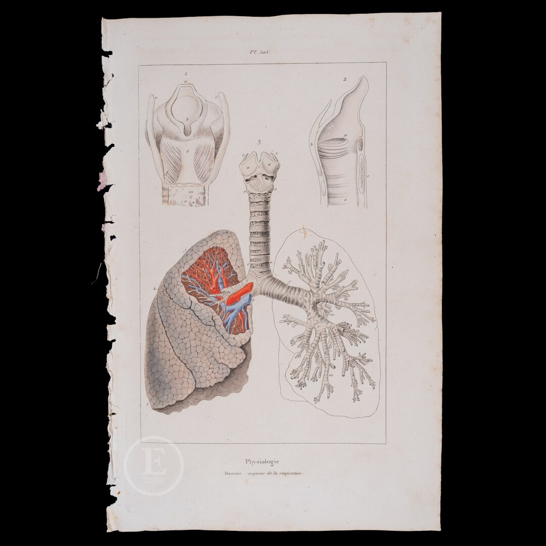 PHYSIOLOGY: MAN Respiratory System Very RARE Engraving Beautifully ...