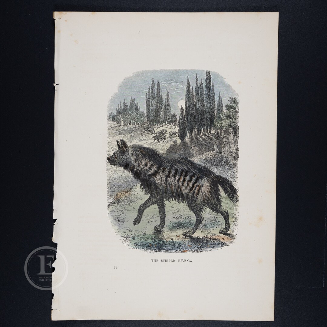 The Striped Hyena . 157-year-old Original Steel Engraving HAND-COLORED ...