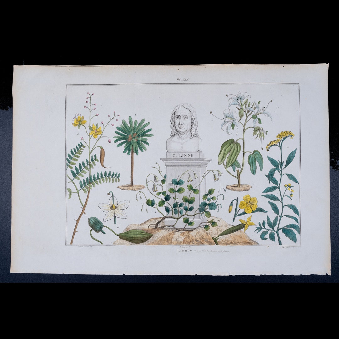 1837 LINNAEUS, the Father of Modern Taxonomy - Very RARE Engraving ...