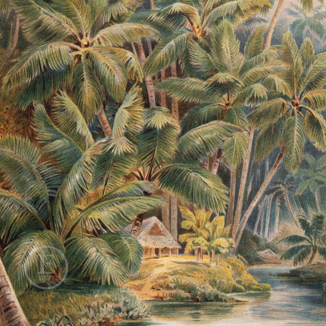 1916 COCONUT PALMS on the South Coast of Ceylon - Original ...