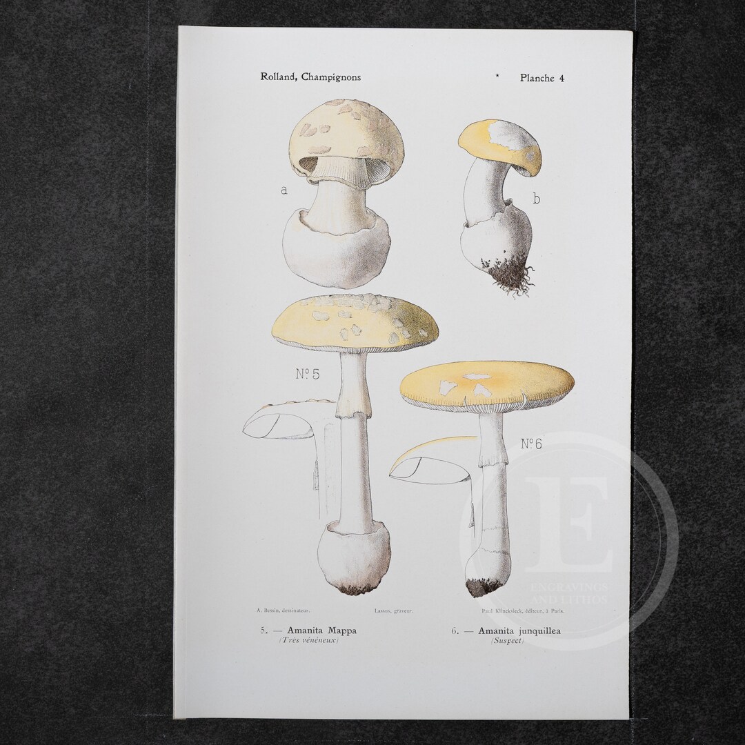 1910 False Death Cap, East Asian Death Cap - Original Vintage Color ...