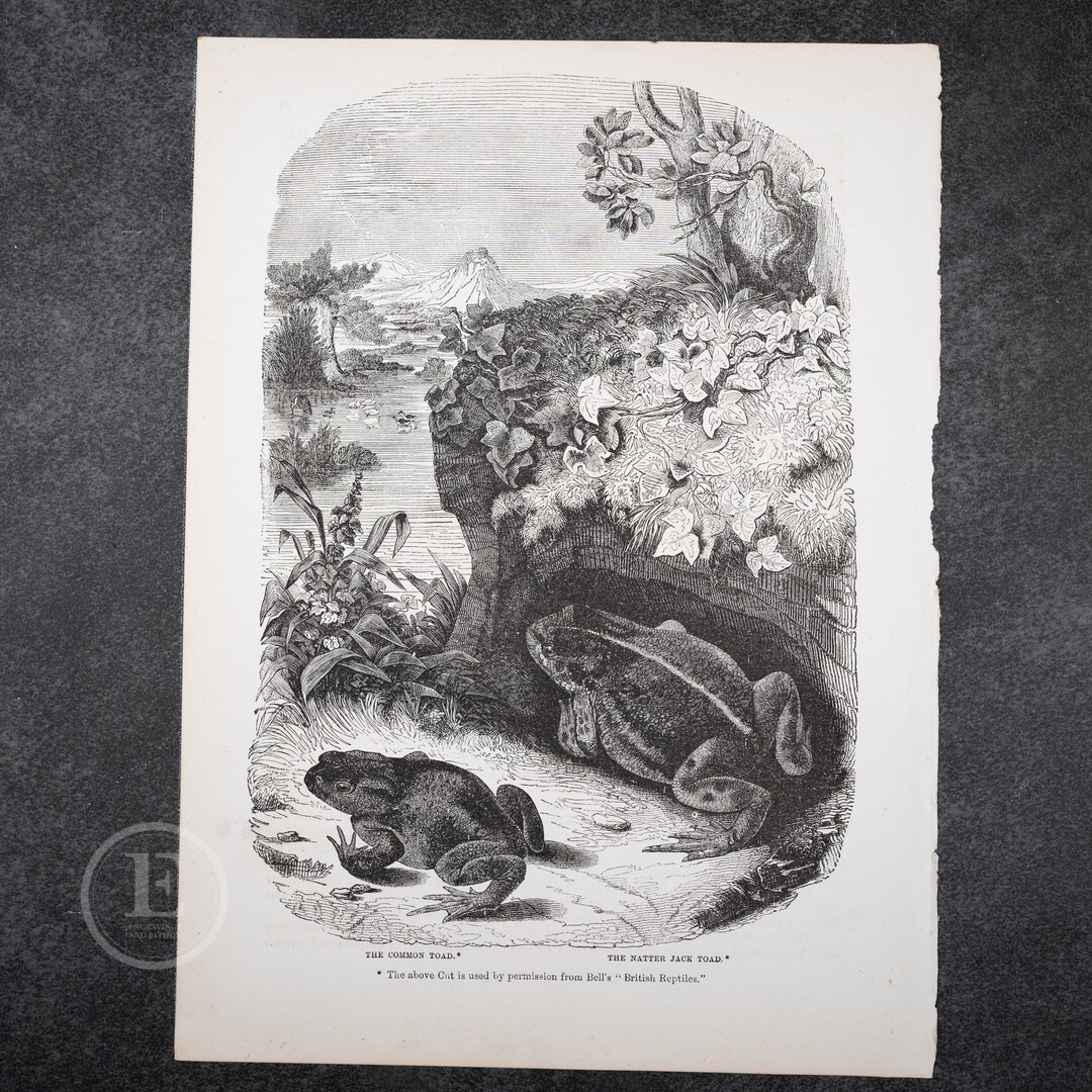 1857 Common Toad and Natterjack Toad . Original Steel Engraving From ...