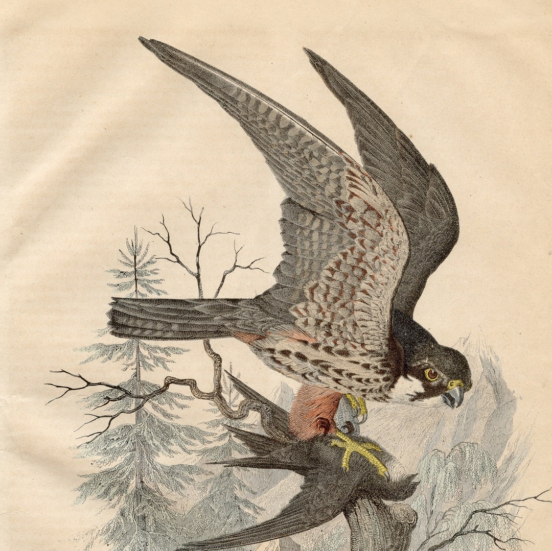 1850 Eurasian Hobby Falcon - Rare Plate From "book of the World ...