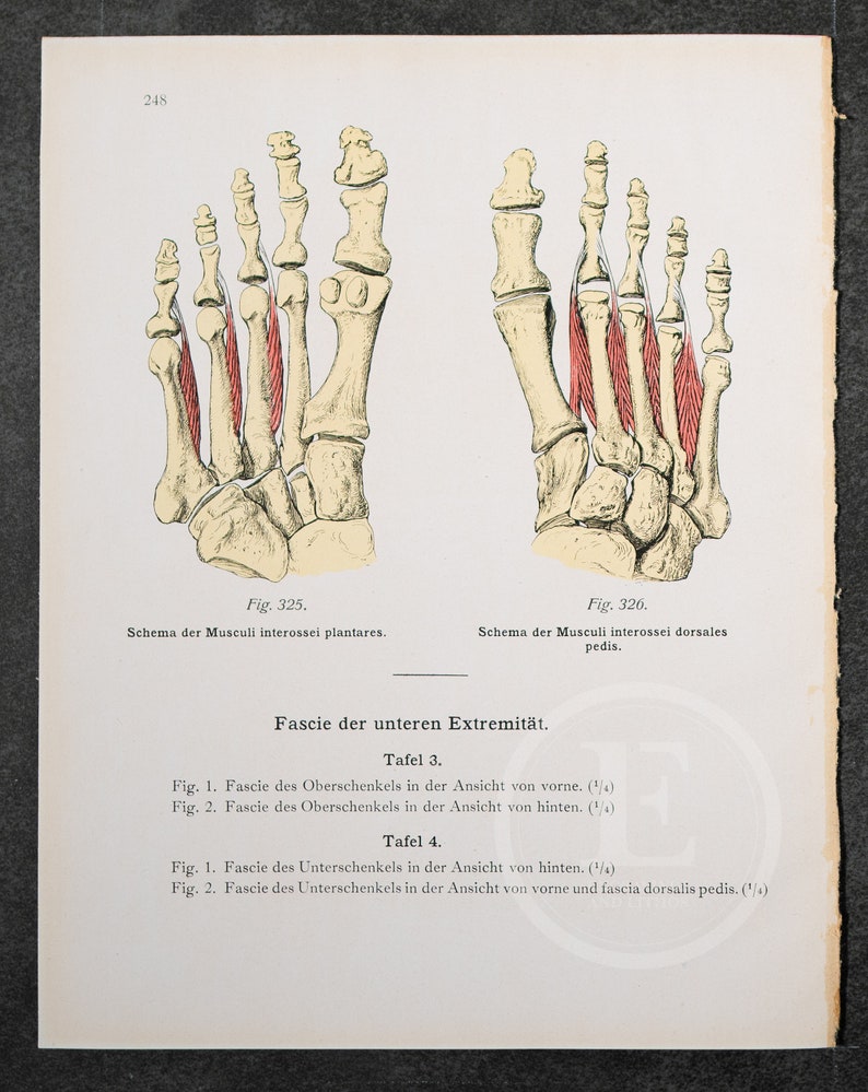 Foot Tendon Sheath / Dorsal and Plantar Interossei Muscles / Human ...