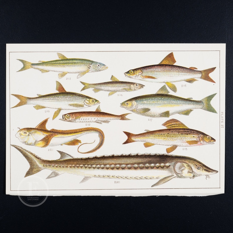Salmonidae: Smelt, Hautin, Gwynlad, Vendace, Pollan, Argentine ...
