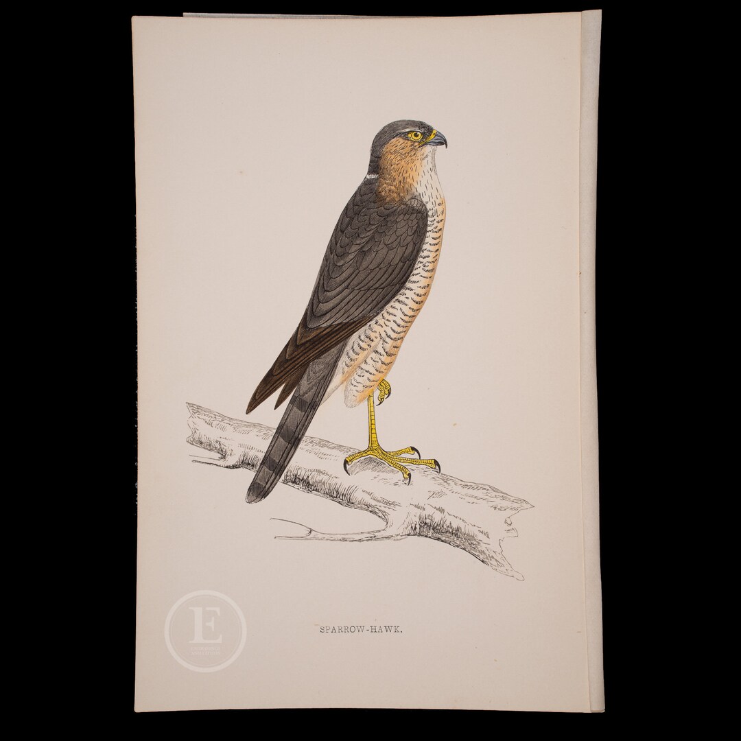 SPARROW-HAWK - British Birds - Original Colored Engraving 1856 ...