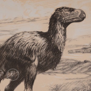 Diatryma: Large Flightless Birds From Paleogene Period - Original ...