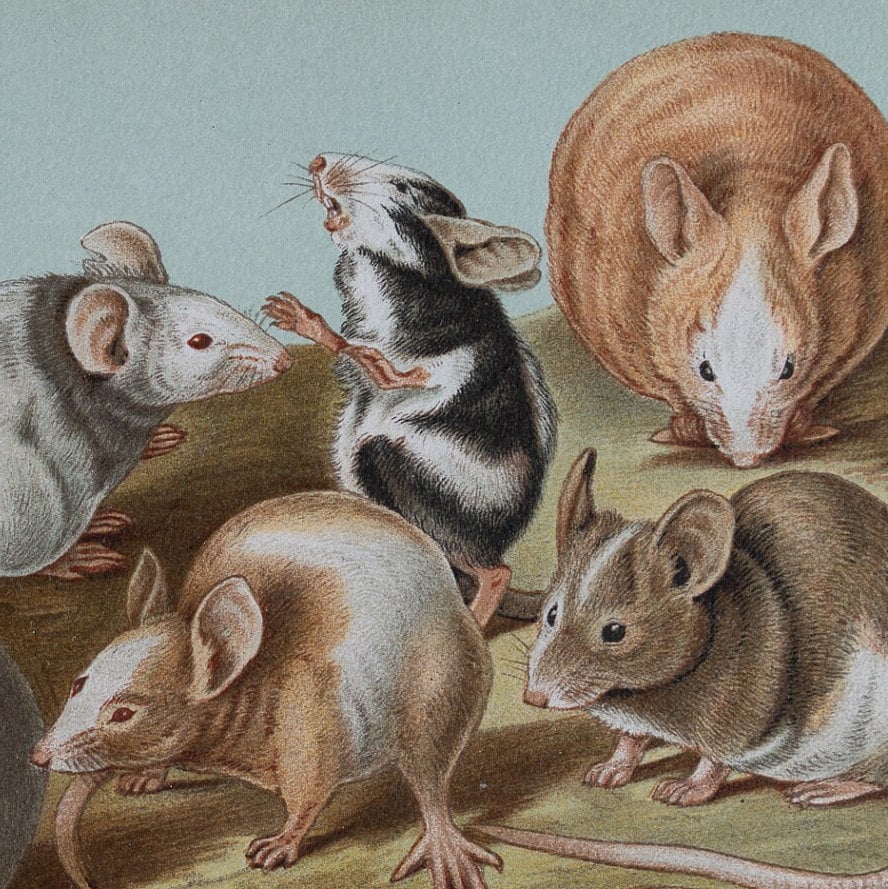 Breeds of the House Mouse - Rare Original Old Chromolithograph From ...