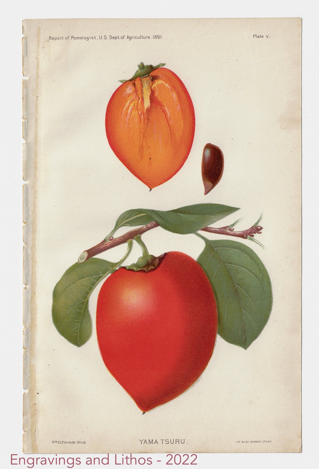 Yama Tsuru Persimmon - ORIGINAL PRINT Out of the Book "report of the ...