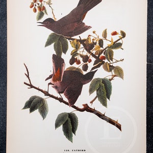1937 Rose-breasted Grosbeak and Catbird vintage Print From john James ...