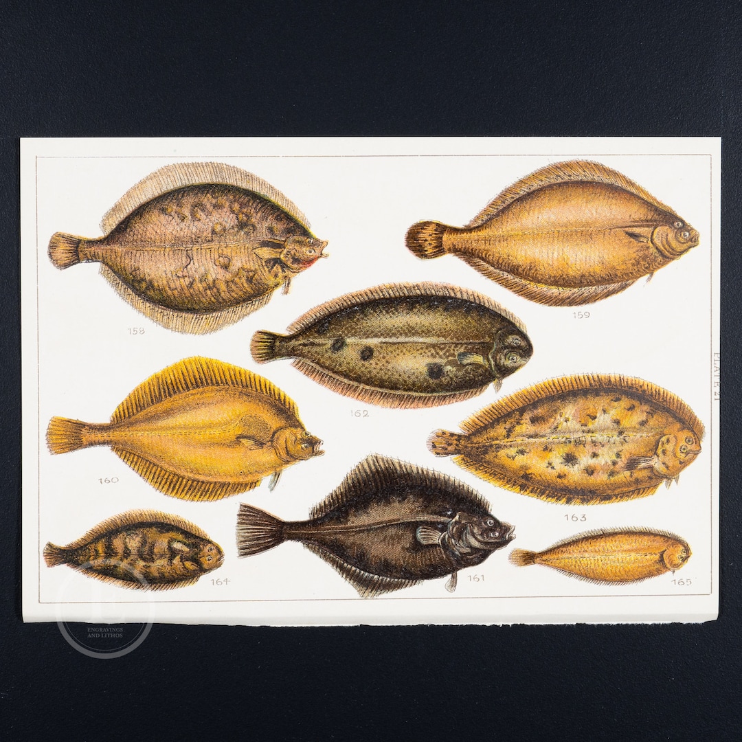 Flatfish: Dab, Lemon and Sand Sole, Solenette, Flounder, Witch ...