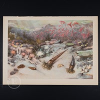 Livyatan Melvillei, Miniature to Scale; Replicas of Extinct Fauna of ...
