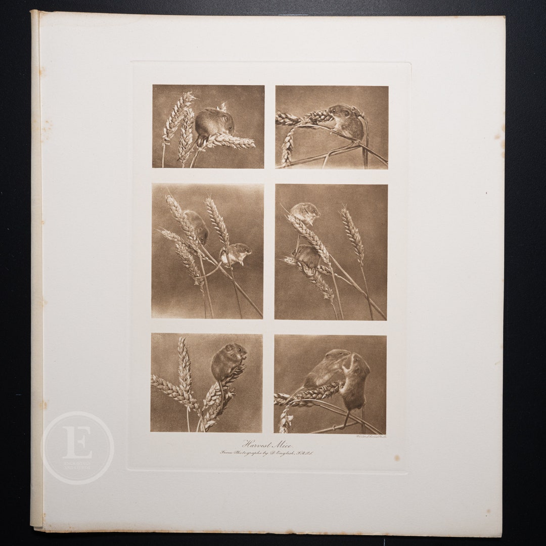 HARVEST MICE / Heliogravure Etching "the Mammals of Great Britain and ...