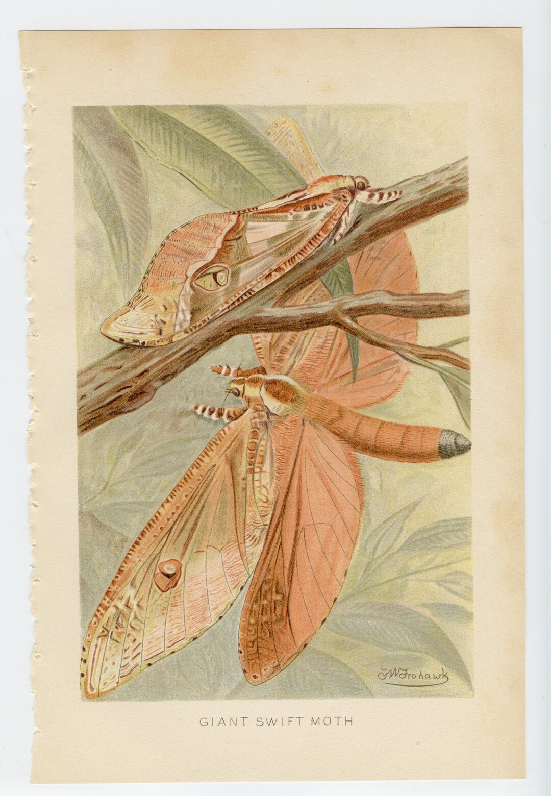 GIANT SWIFT MOTH - Original Color Lithography From the Royal Natural ...