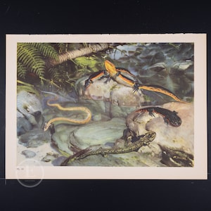 Stegocephals: Extinct Amphibians - Original Vintage Lithograph Print of ...