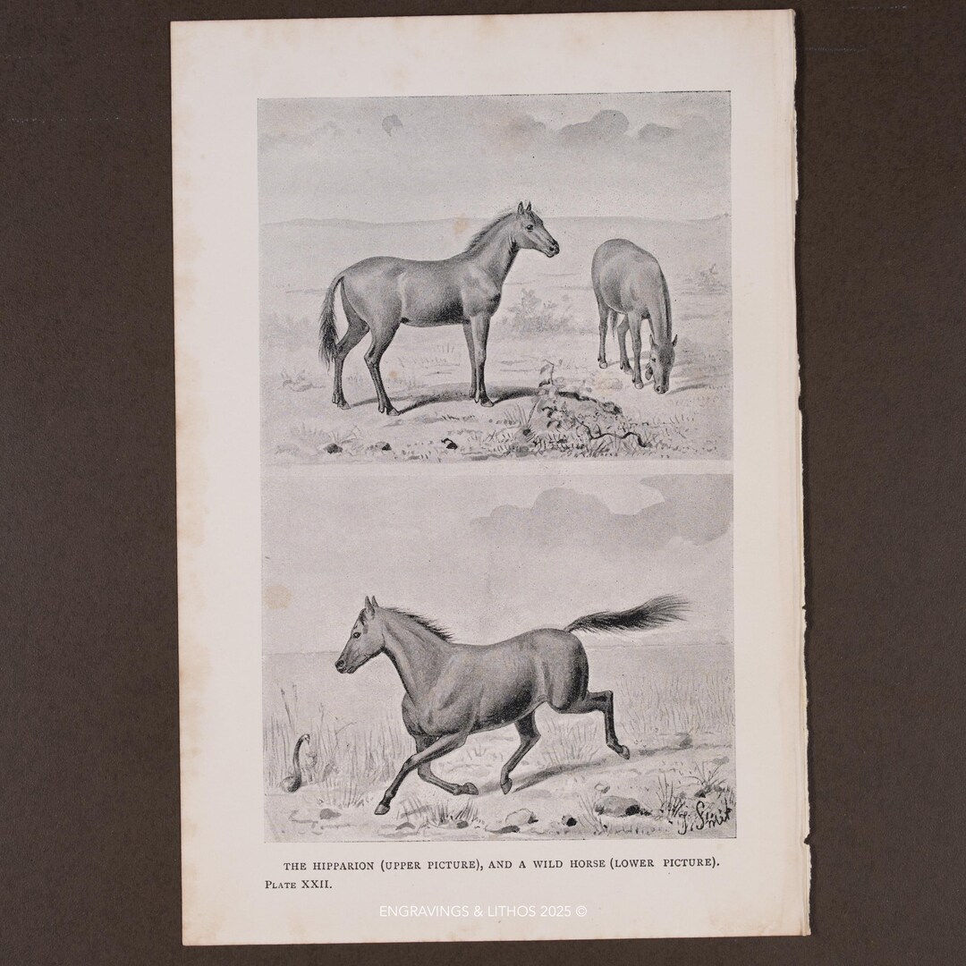 1896 – the Hipparion and a Wild Horse – Antique Paleontology Print From ...