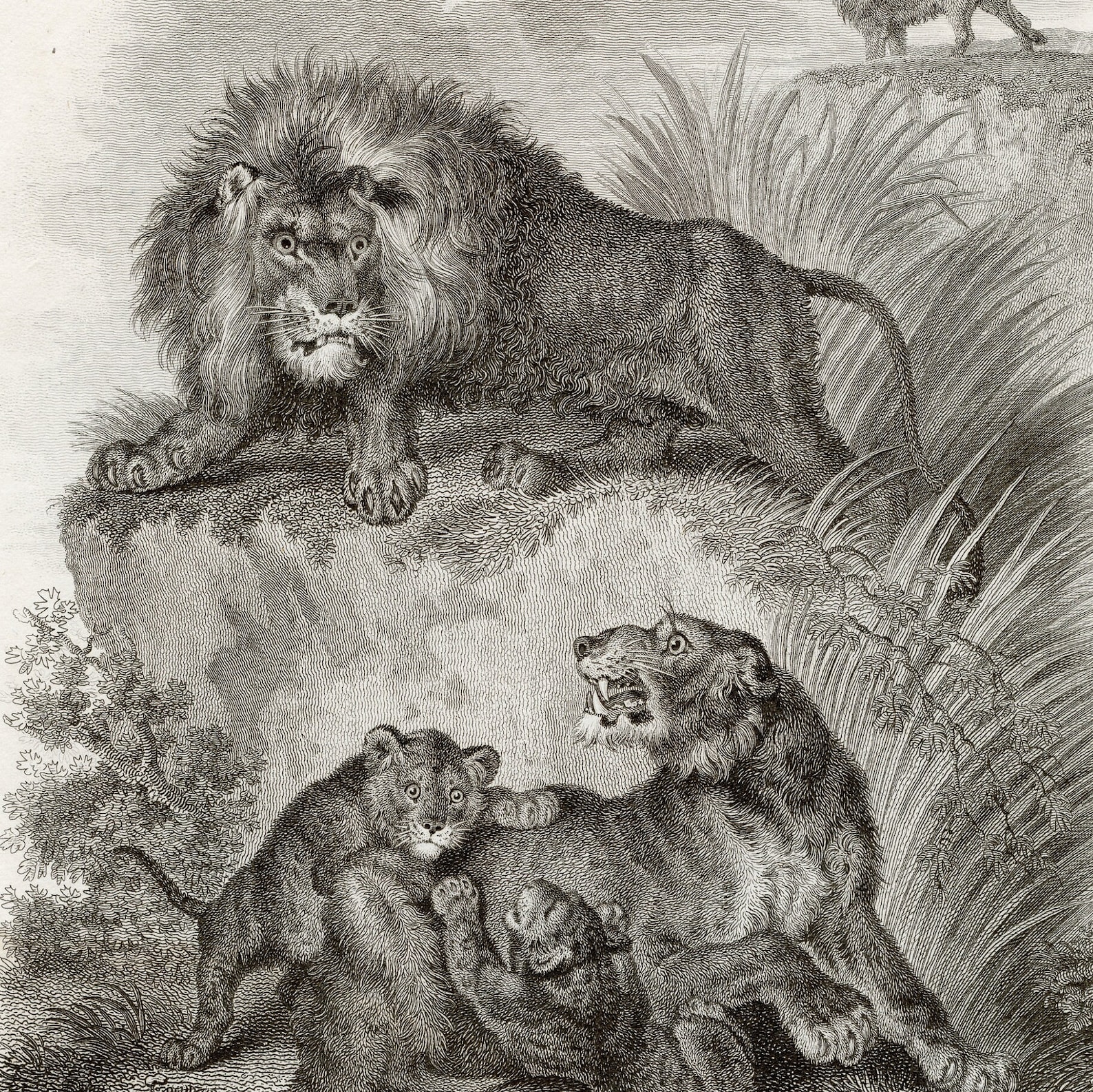Lion, Lioness, Cubs - ORIGINAL Copper Engraved Print "the Oxford ...