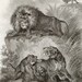 Lion, Lioness, Cubs - ORIGINAL Copper Engraved Print "the Oxford ...