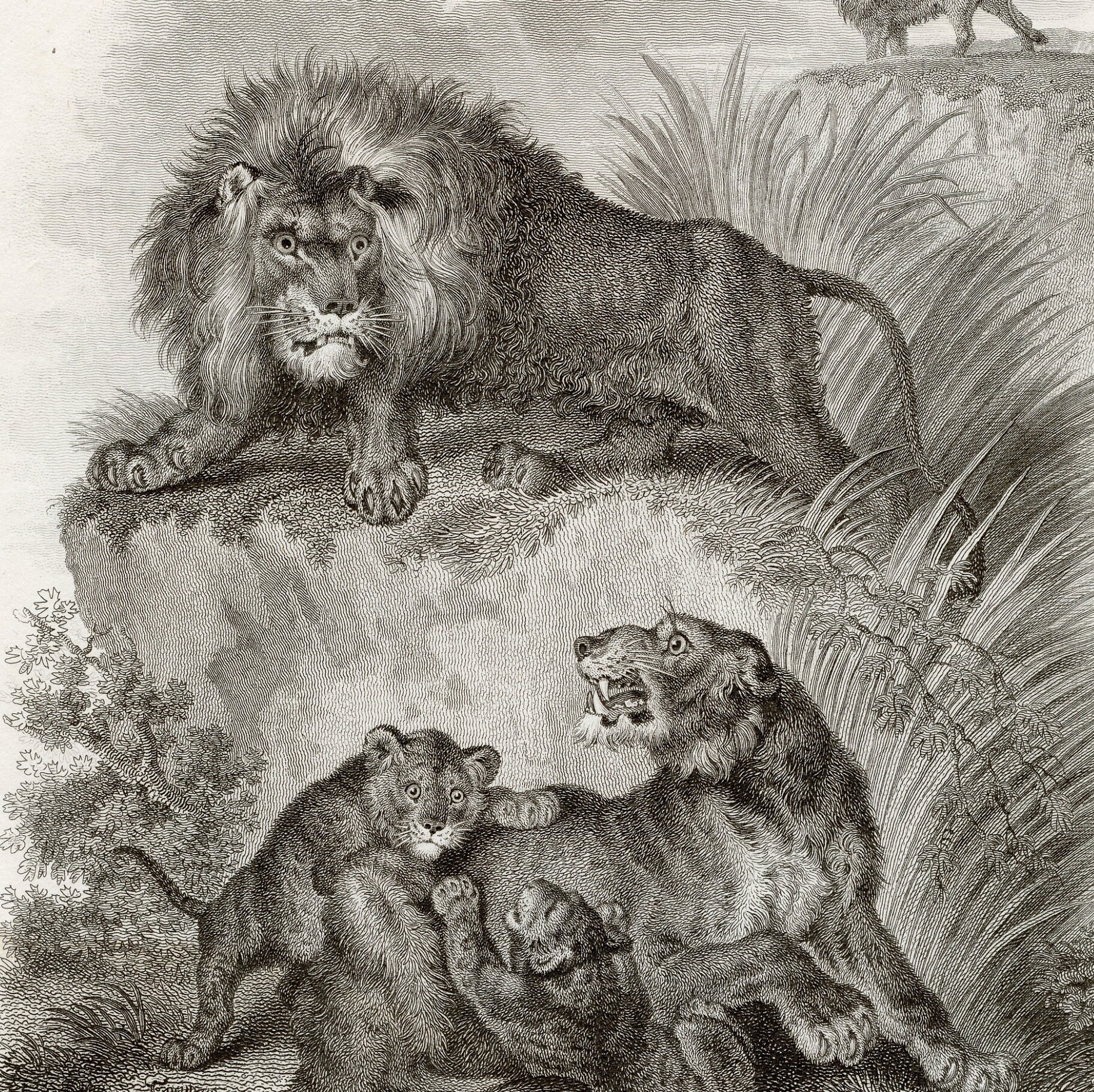 Lion Lioness Cubs ORIGINAL Copper Engraved Print the - Etsy