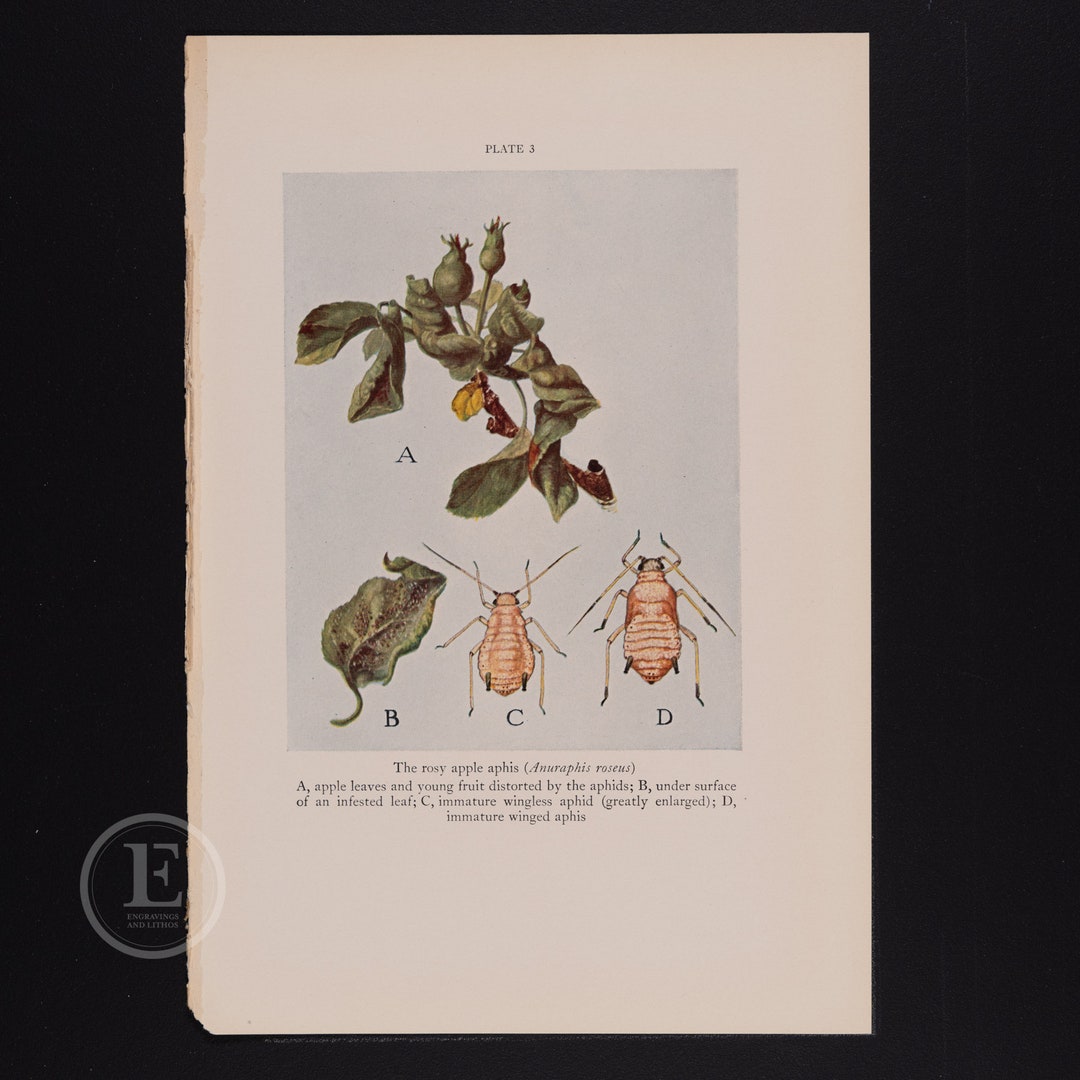 The Rosy Apple Aphis-apple Leaves and Young Fruit by the Aphids ...