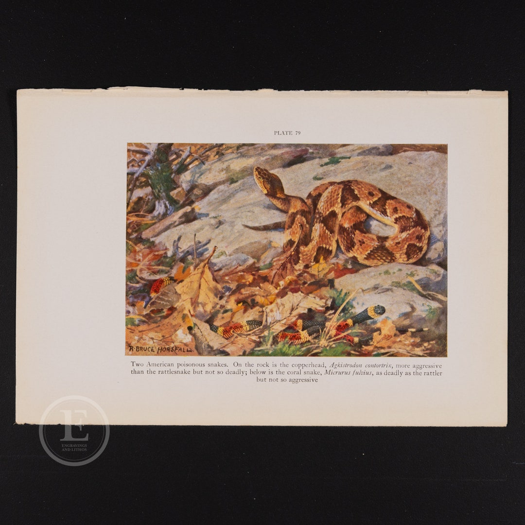Two American Poisonous Snakes: Copperhead and Coral Snake - Original ...