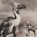 Phorusrhacos: Giant Flightless Terror Bird From Miocene Epoch ...