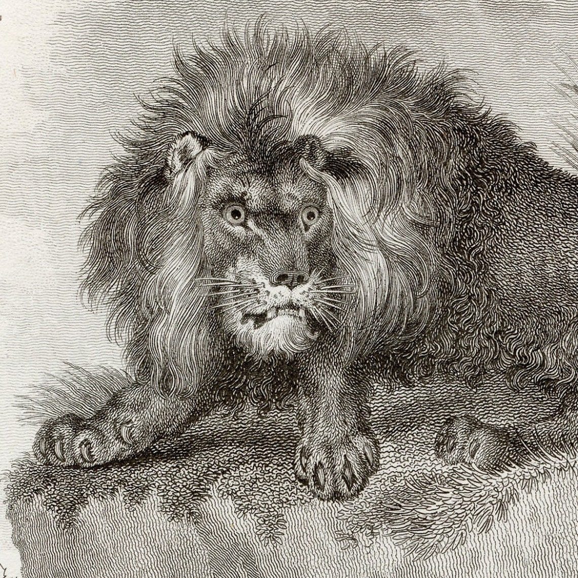 Lion, Lioness, Cubs - ORIGINAL Copper Engraved Print "the Oxford ...