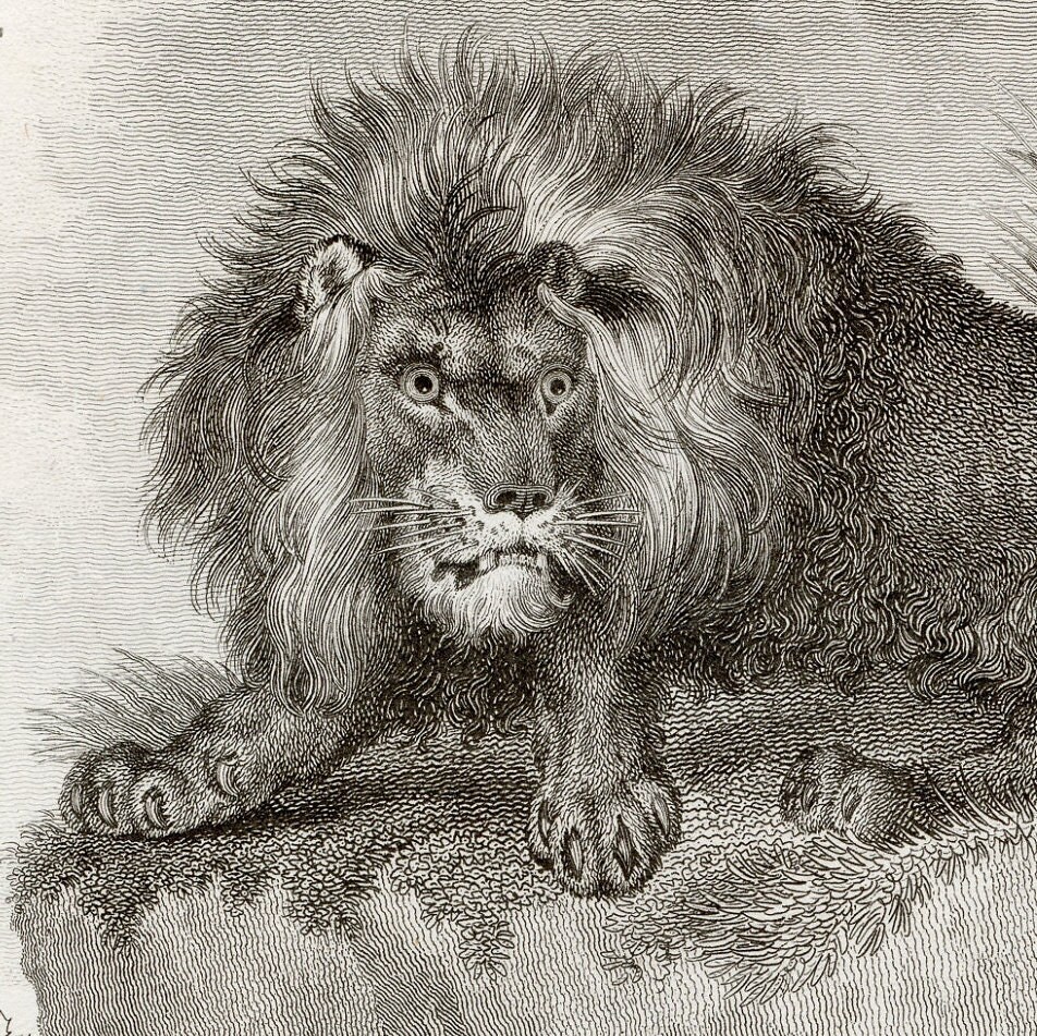 Lion Lioness Cubs ORIGINAL Copper Engraved Print the - Etsy