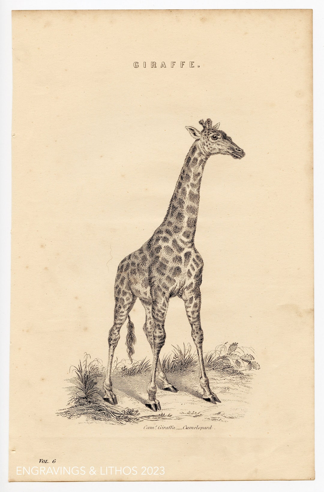 Giraffe Engraving - ORIGINAL PRINT Out of the Book the National ...