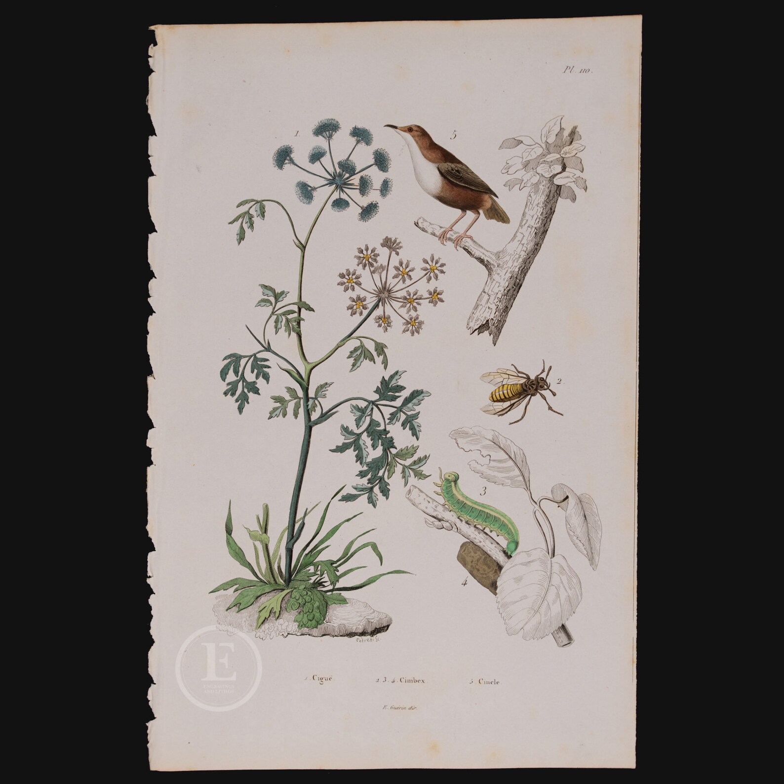 1847 Hemlock, European Dipper, Cimbex – Original 1847 Botanical ...