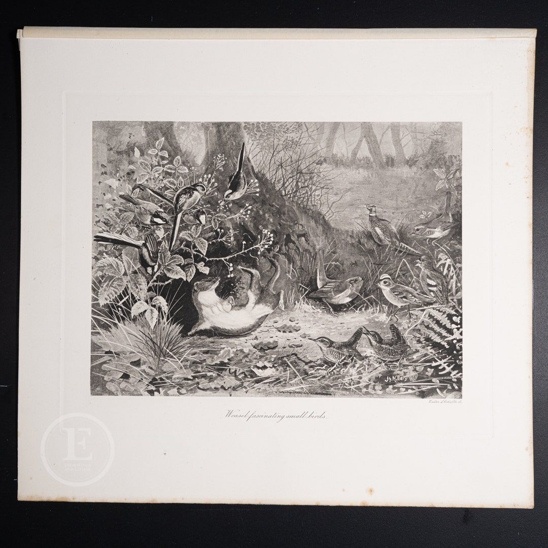 A Weasel Fascinating Small Birds / Heliogravure Etching the Mammals of Great Britain and Ireland ...