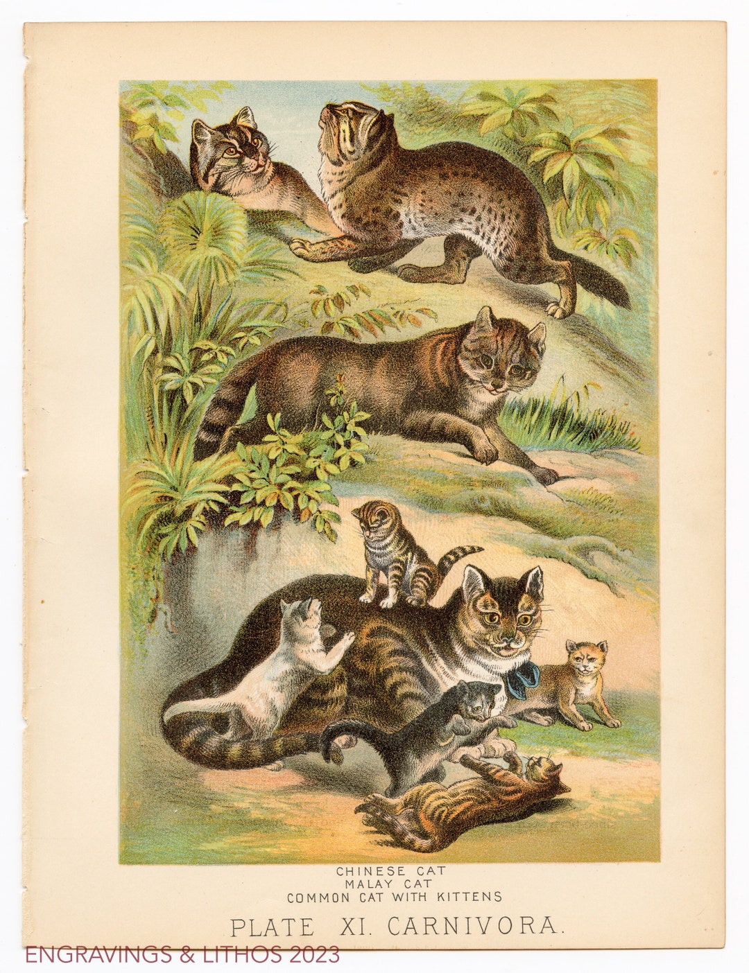 Chinese Cat, Malay Cat, Common Cat With Kittens Original Litho From ...