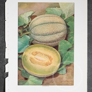 Muskmelon - Original Vintage Color Lithography 1911 - Etsy