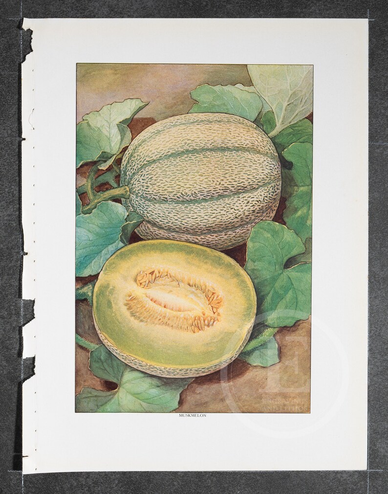 Muskmelon - Original Vintage Color Lithography 1911 - Etsy