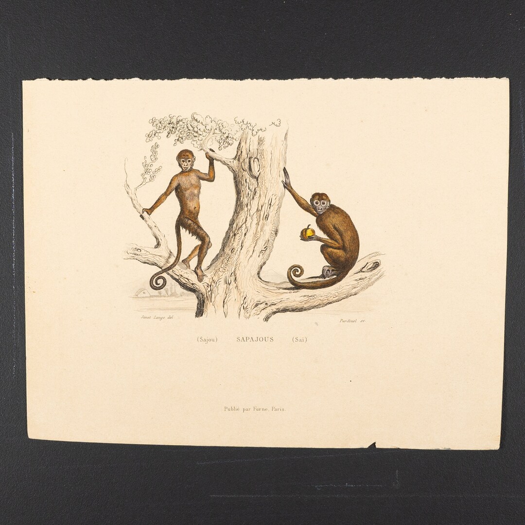 Capuchin Monkeys - Macaque and Patas Monkey / Authentic Steel Engraving ...