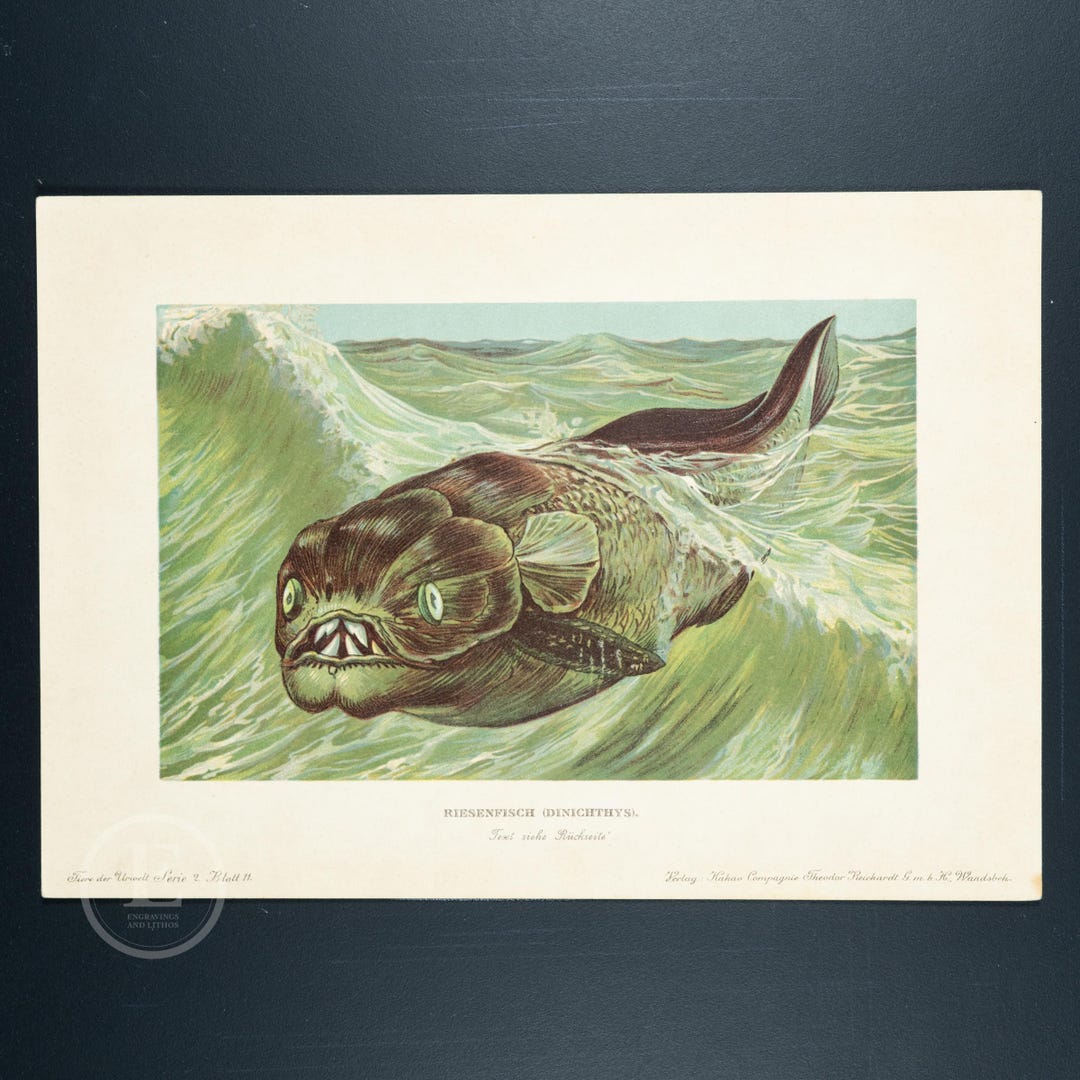1902 DINICHTHYS, Extinct Placoderm Fish - Vintage Print From Tiere Der ...