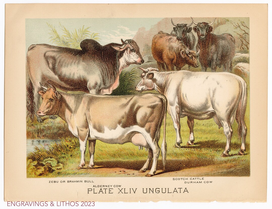 1880 - Zebu, Scotch Cattle, Durham Cow, Alderney Cow, Brahmin Bull ...