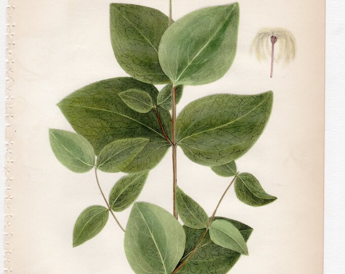 Silky Virgin Bower Botanical - ORIGINAL PRINT Out of the Book "a Flora ...