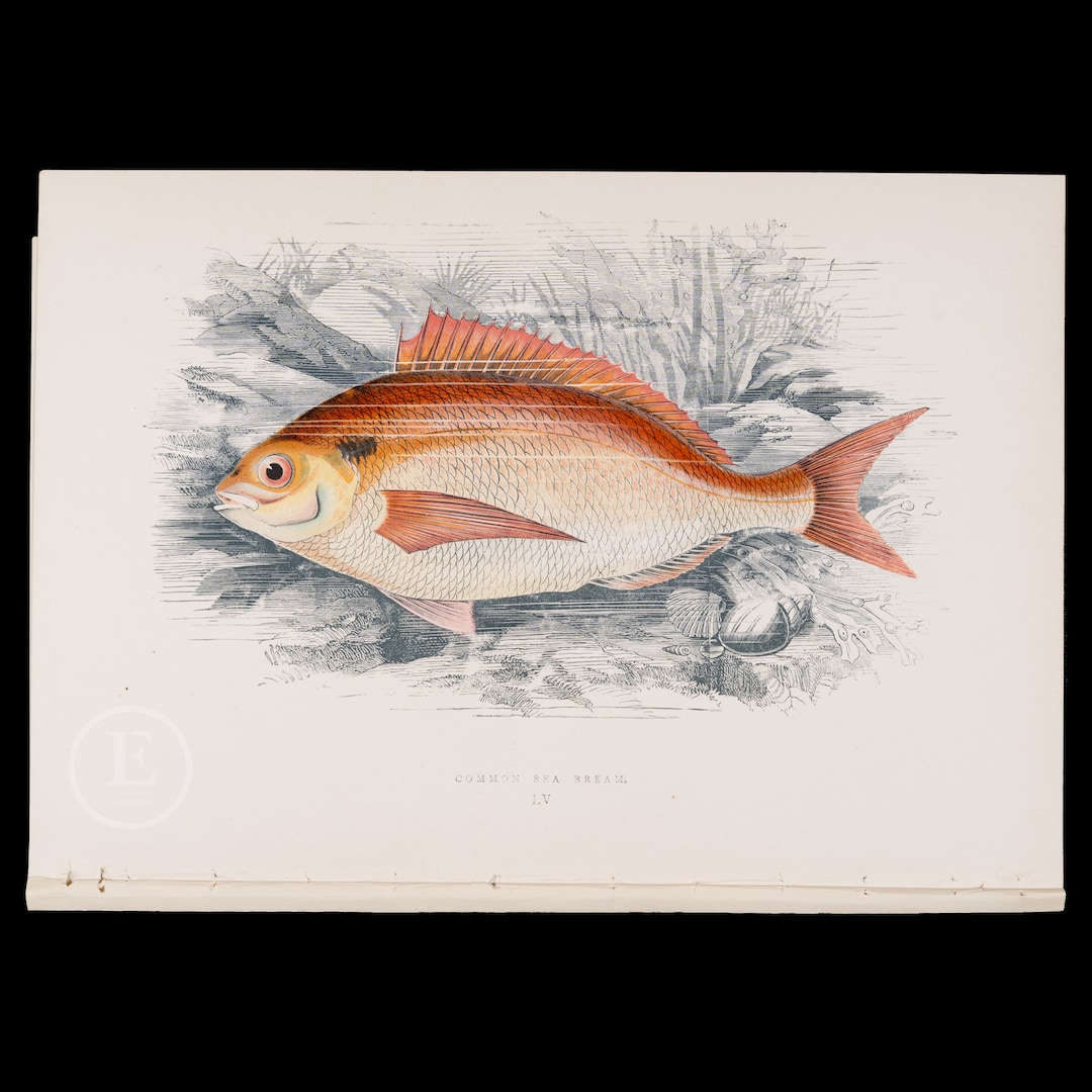 COMMON SEA BREAM - Lithograph 1884, London for "history of the Fishes ...