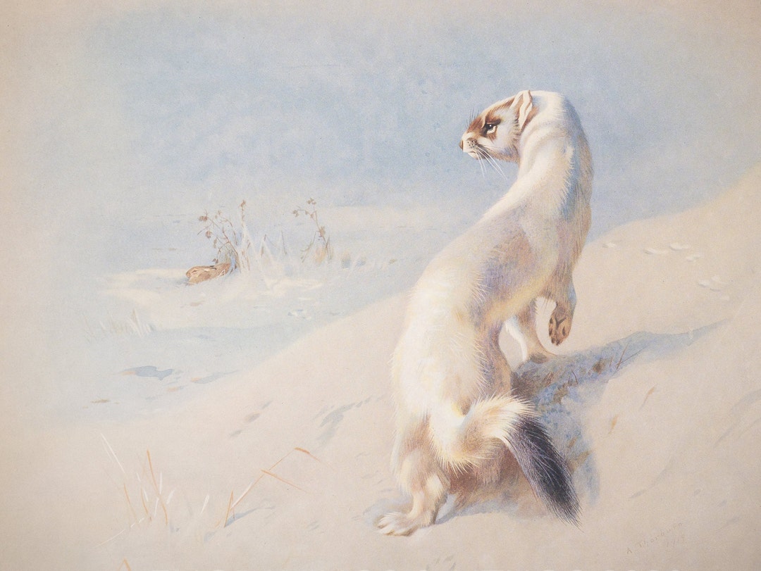 Stoat During Winter - Vintage Print From the Book "british Mammals" A ...