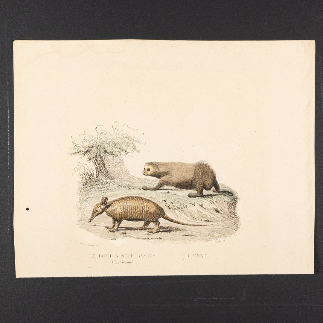 Armadillo and Two-toed Sloth / Authentic Steel Engraving and Hand ...