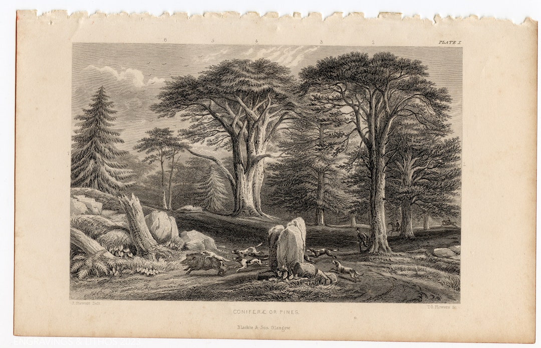 Very Rare - Conifers Pine Trees - 1857 Original Print Out of "a History ...