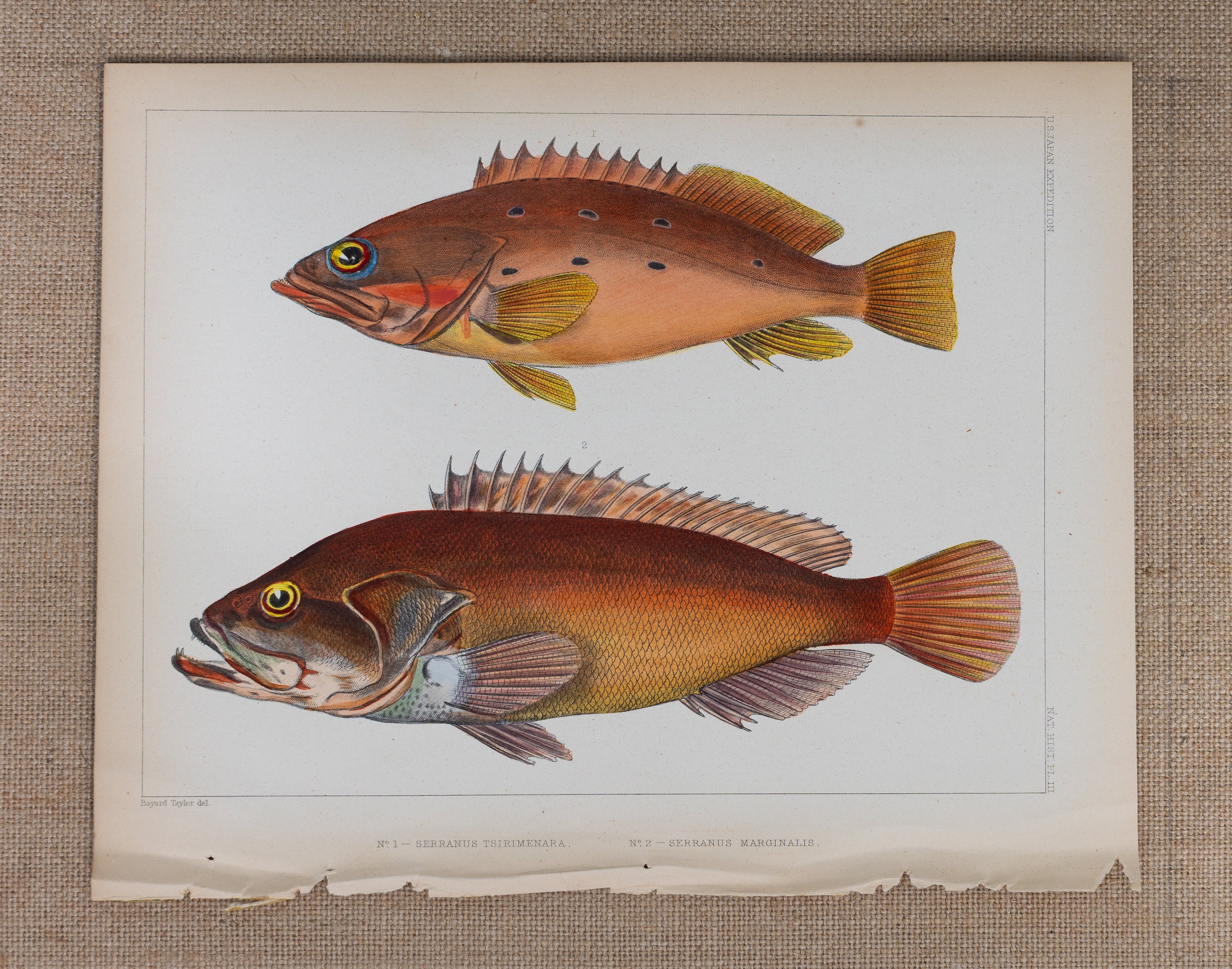 Japanese fish Blacktip Grouper Original lithography out of American ...