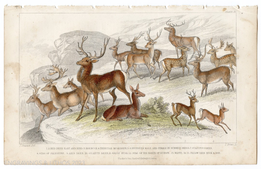 Deer: Roebuck, Elk, Reindeer, Musk Deer - Rare Original From "a History ...