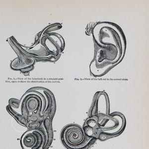 1901 EAR and ORGANS of HEARING- Interactive Human Anatomy-original ...