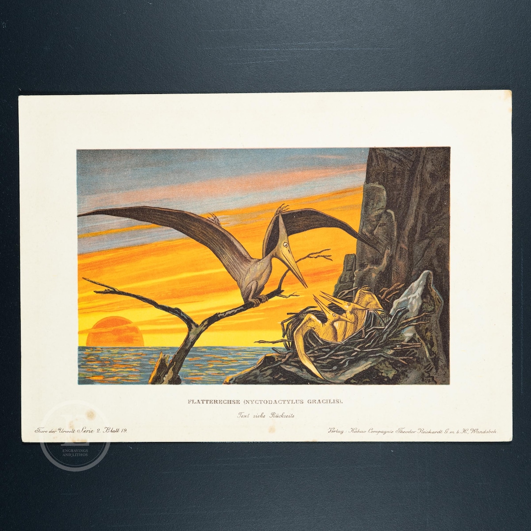 1902 PTEROSAUR Nyctodactylus Gracilis With Her Youngs - Vintage Print ...