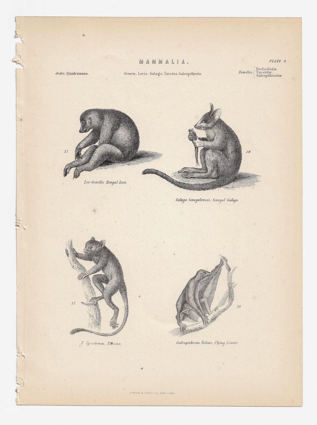 Bengal Lori, Senegal Galago, Flying Lemur, Tarsier- Exquisite Plate ...