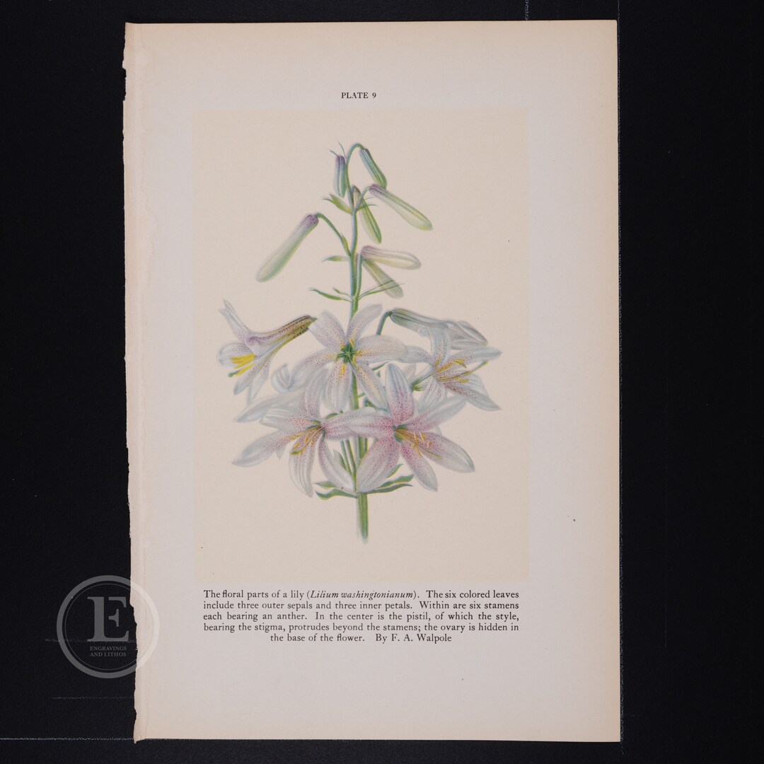 The Floral Parts of a Lily (lilium Washingtonianum) - Original Color ...