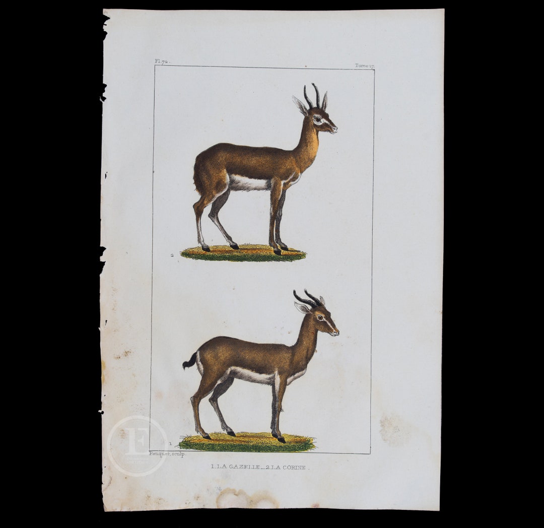 GAZELLE and CORINA / Authentic Steel Engraving From Oeuvres Completes ...
