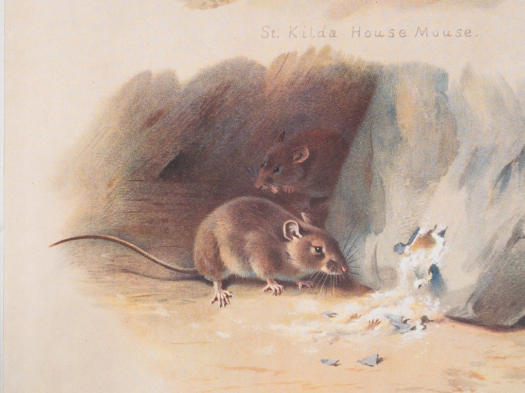 St Kilda House Mouse and Common Mouse - Vintage Print From the Book ...